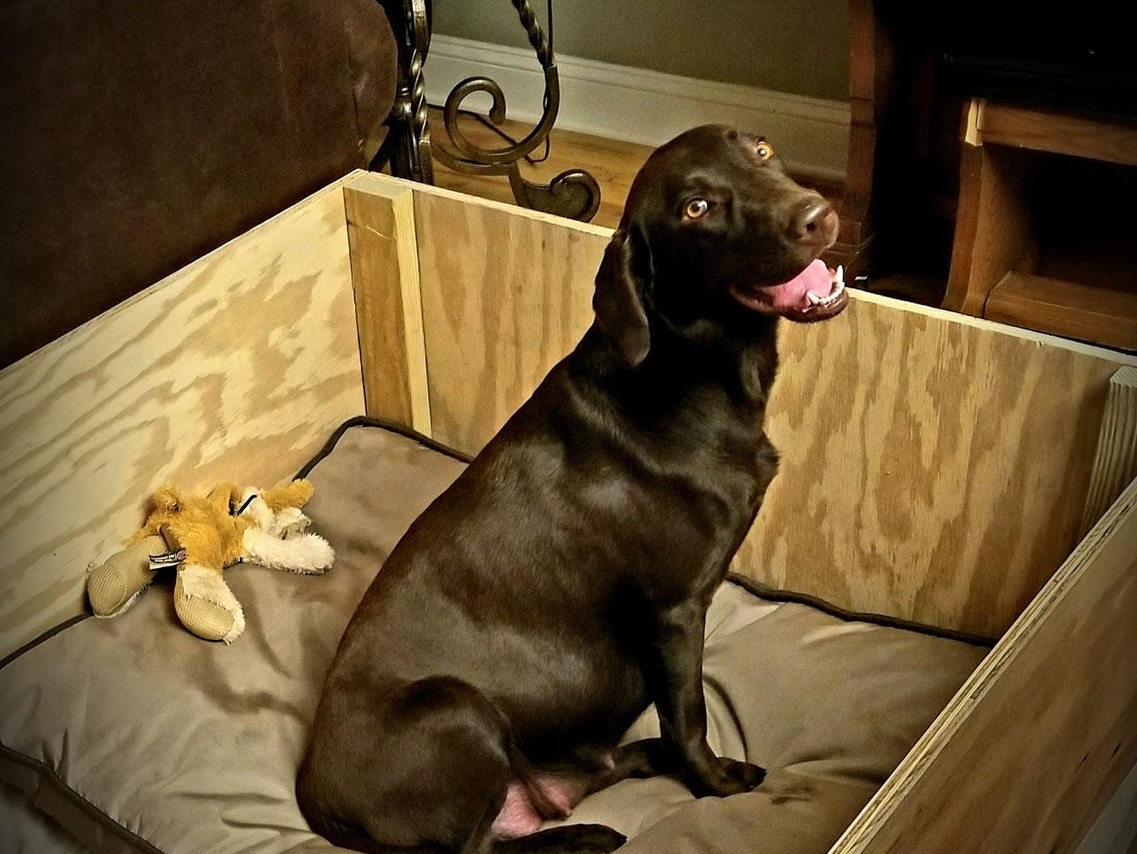 Kingdom Labs in Georgia | Dilute Retriever puppies | Good Dog
