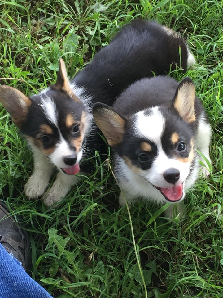 L Bar S Corgis in Oklahoma | Pembroke Welsh Corgi puppies | Good Dog
