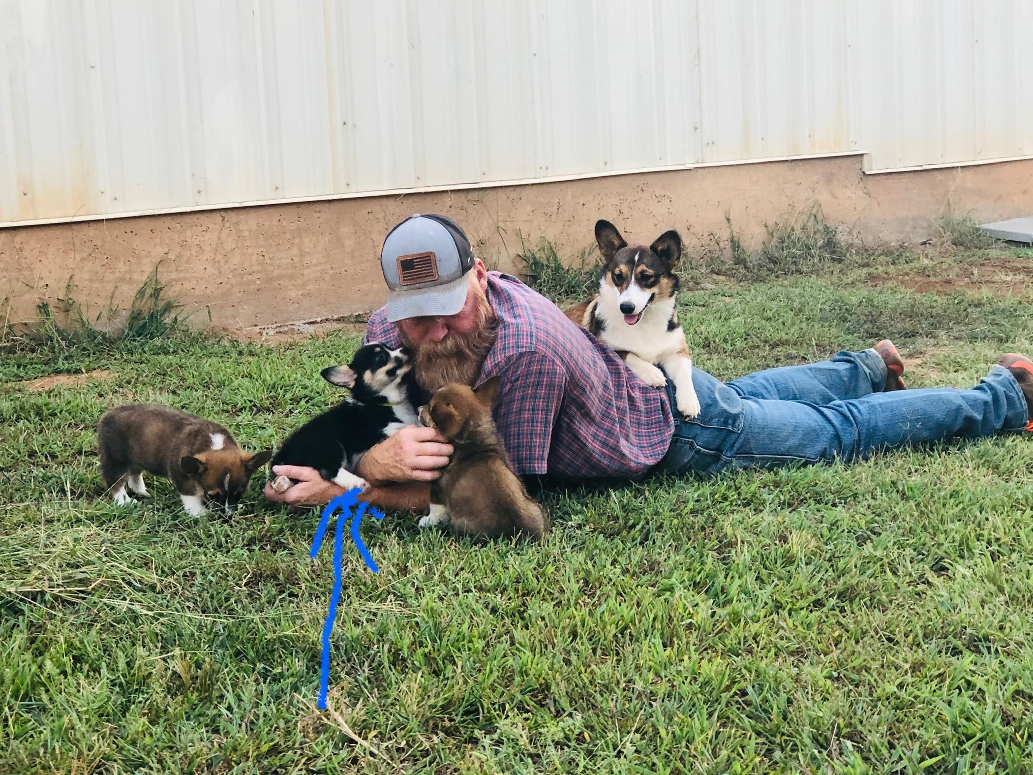 CircleKbar Pembroke Welsh Corgis in Oklahoma | Pembroke Welsh Corgi ...