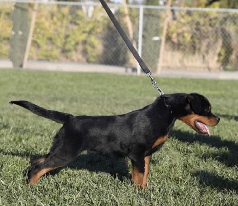 Von Der Hing Rottweilers in California | Rottweiler puppies | Good Dog