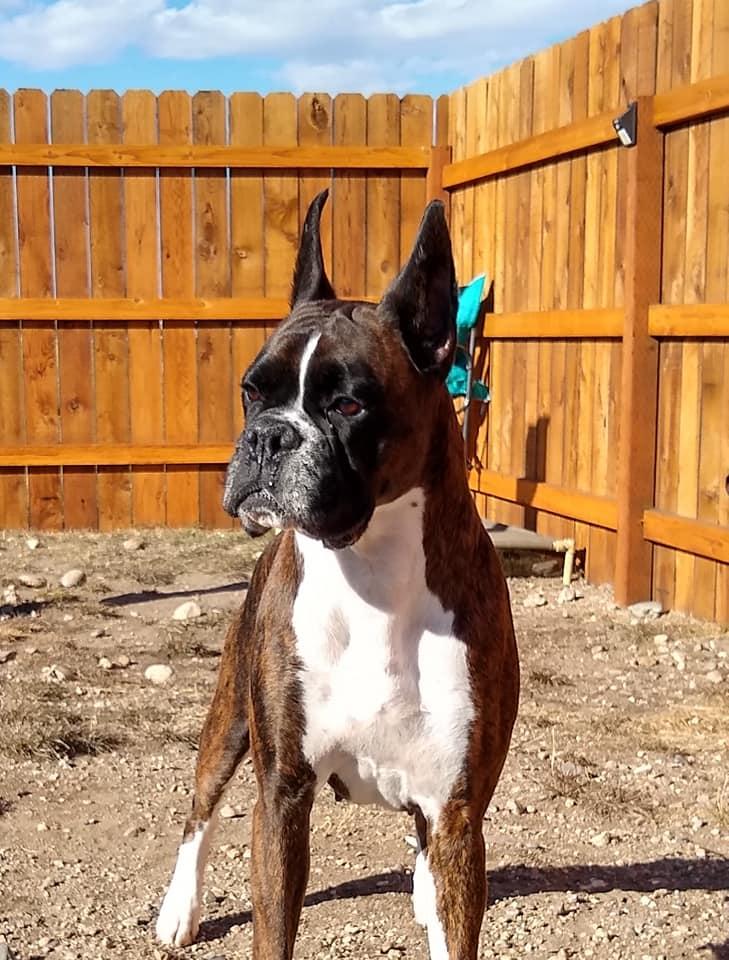 Vintage Boxers in Montana | Boxer puppies | Good Dog