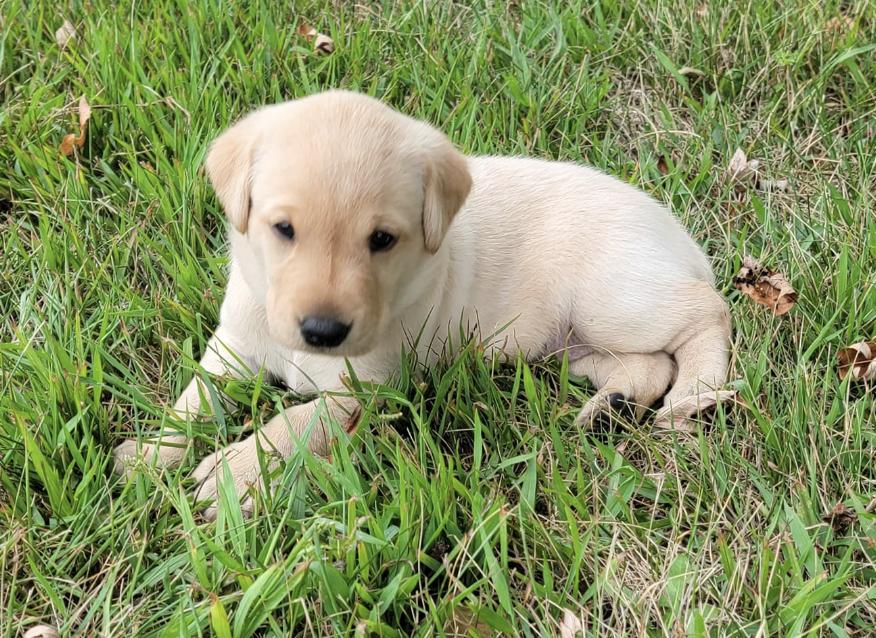 Walz's Summer Day's British Labs in Minnesota | Labrador Retriever ...