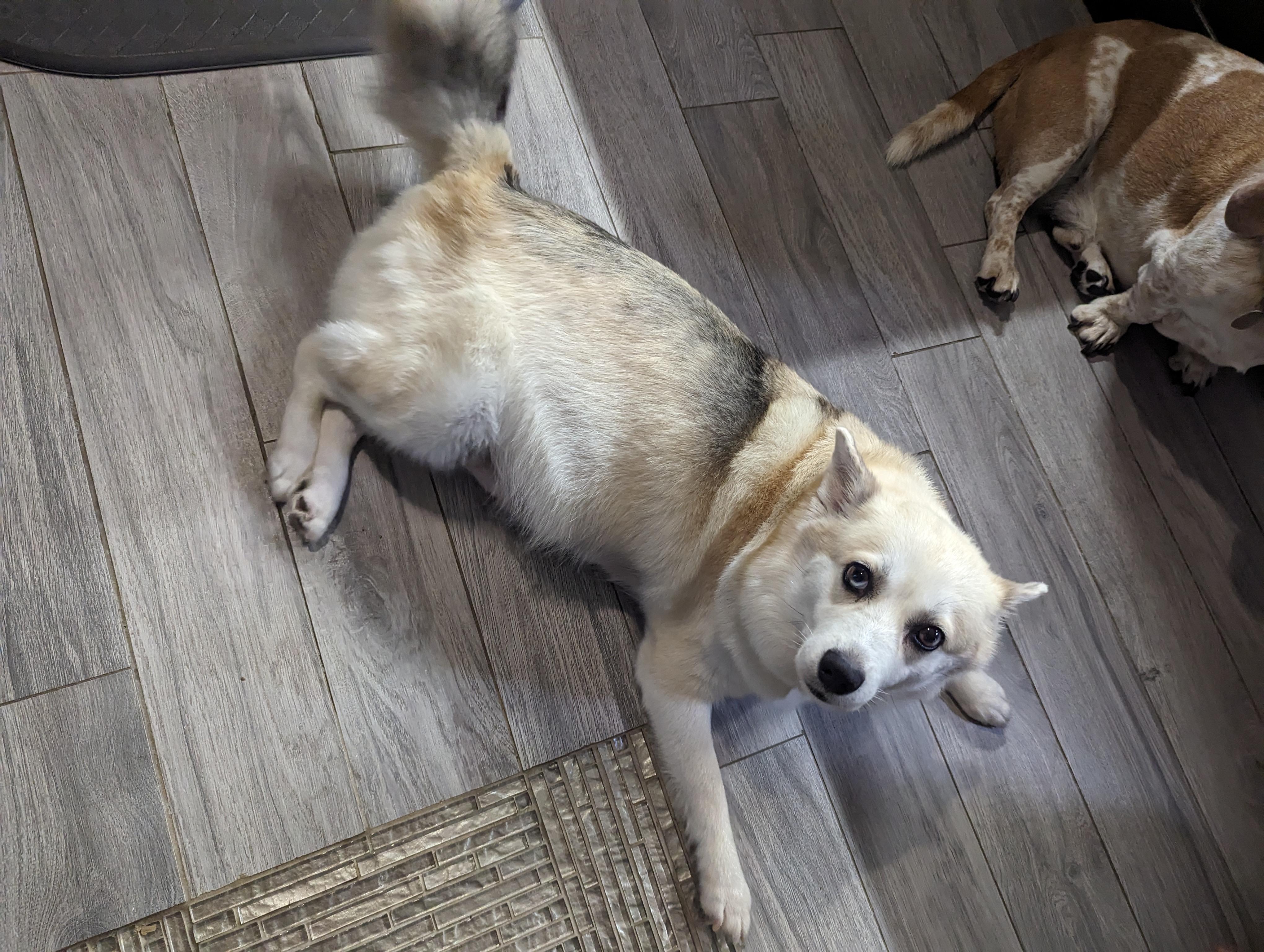 Arctic Cream Fluff Pomsky in Texas | Pomsky puppies | Good Dog