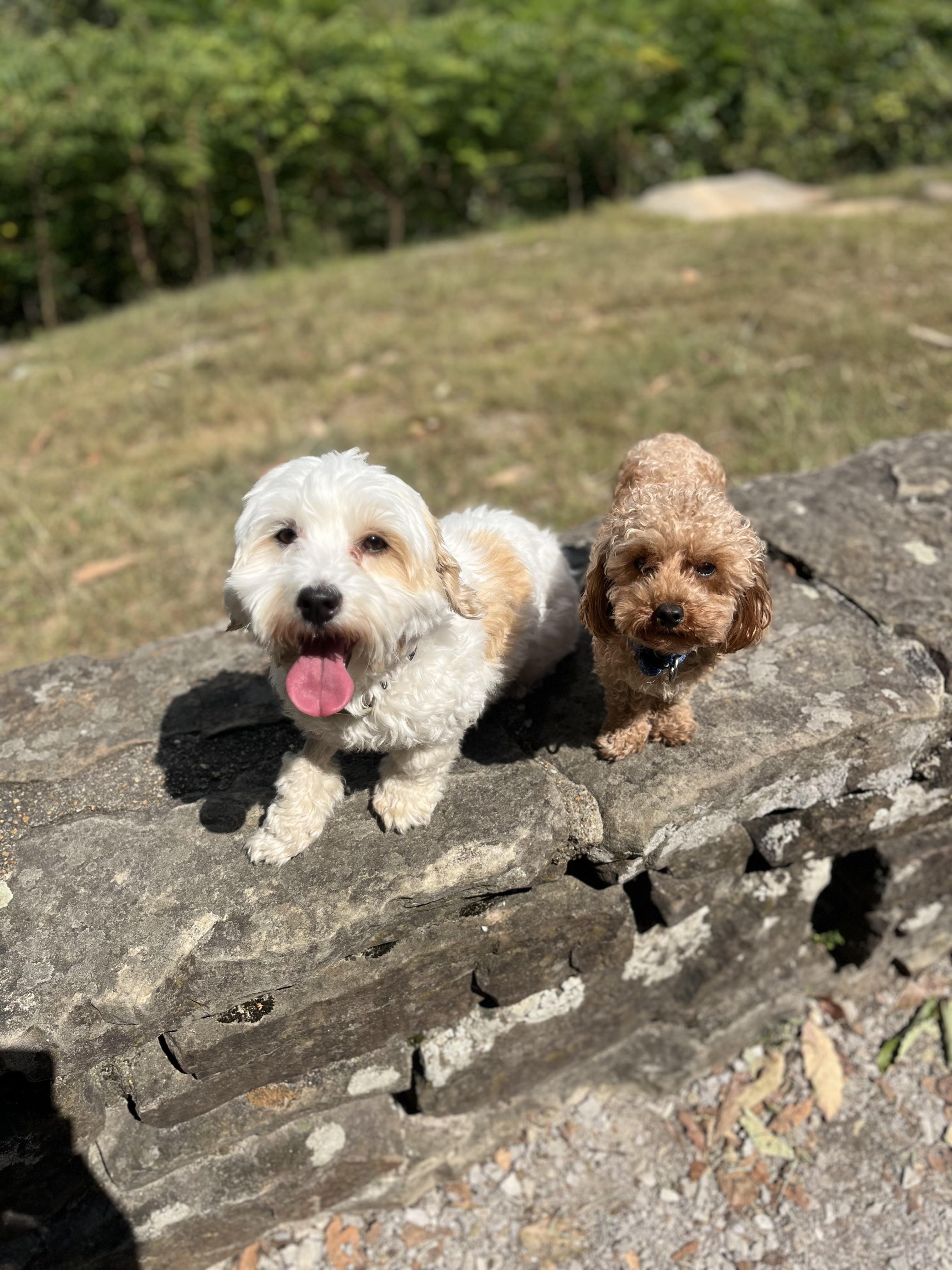 Havapoo Kennels in Alabama | Havapoo puppies | Good Dog