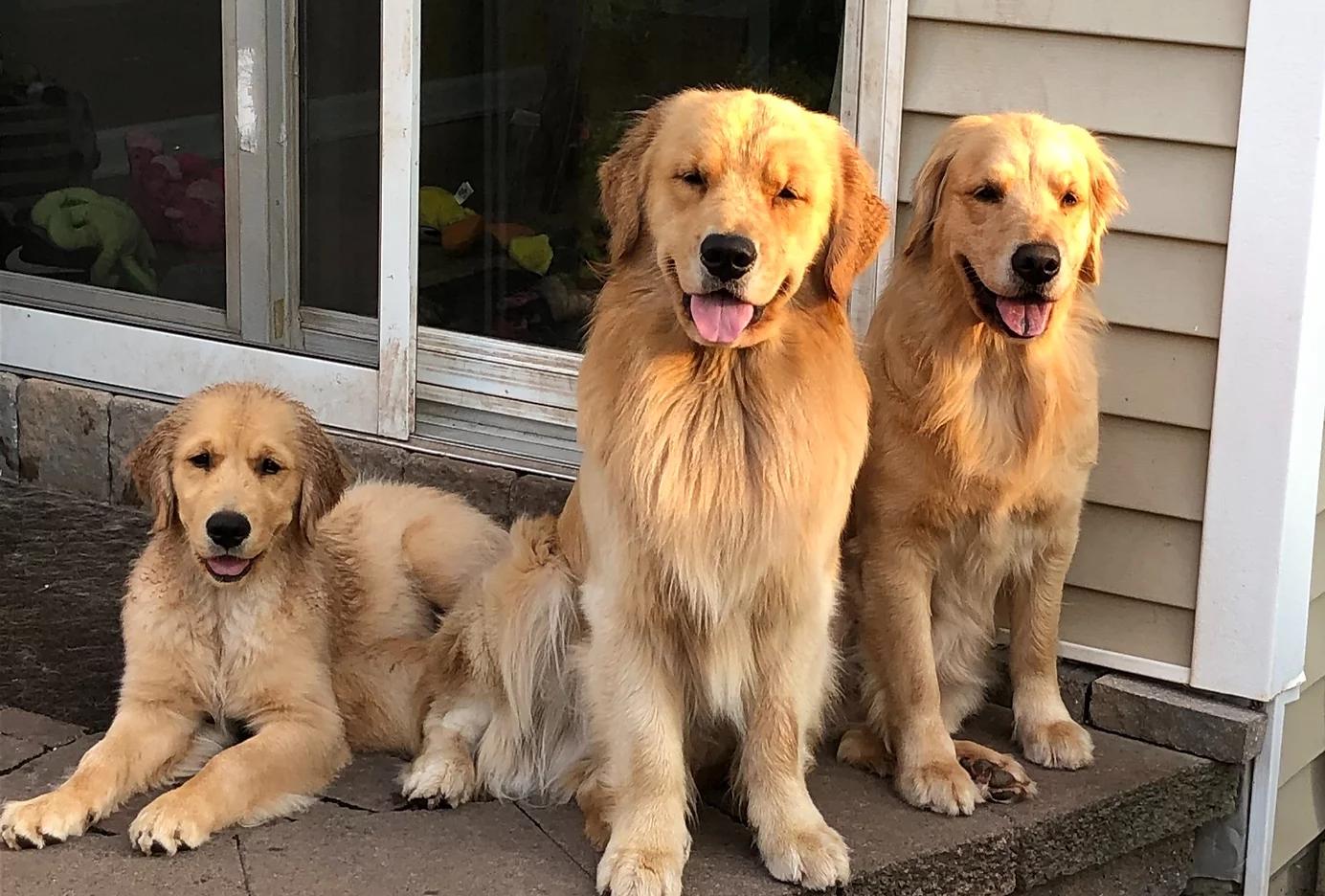 CeCe Goldens in New Jersey | Golden Retriever puppies | Good Dog