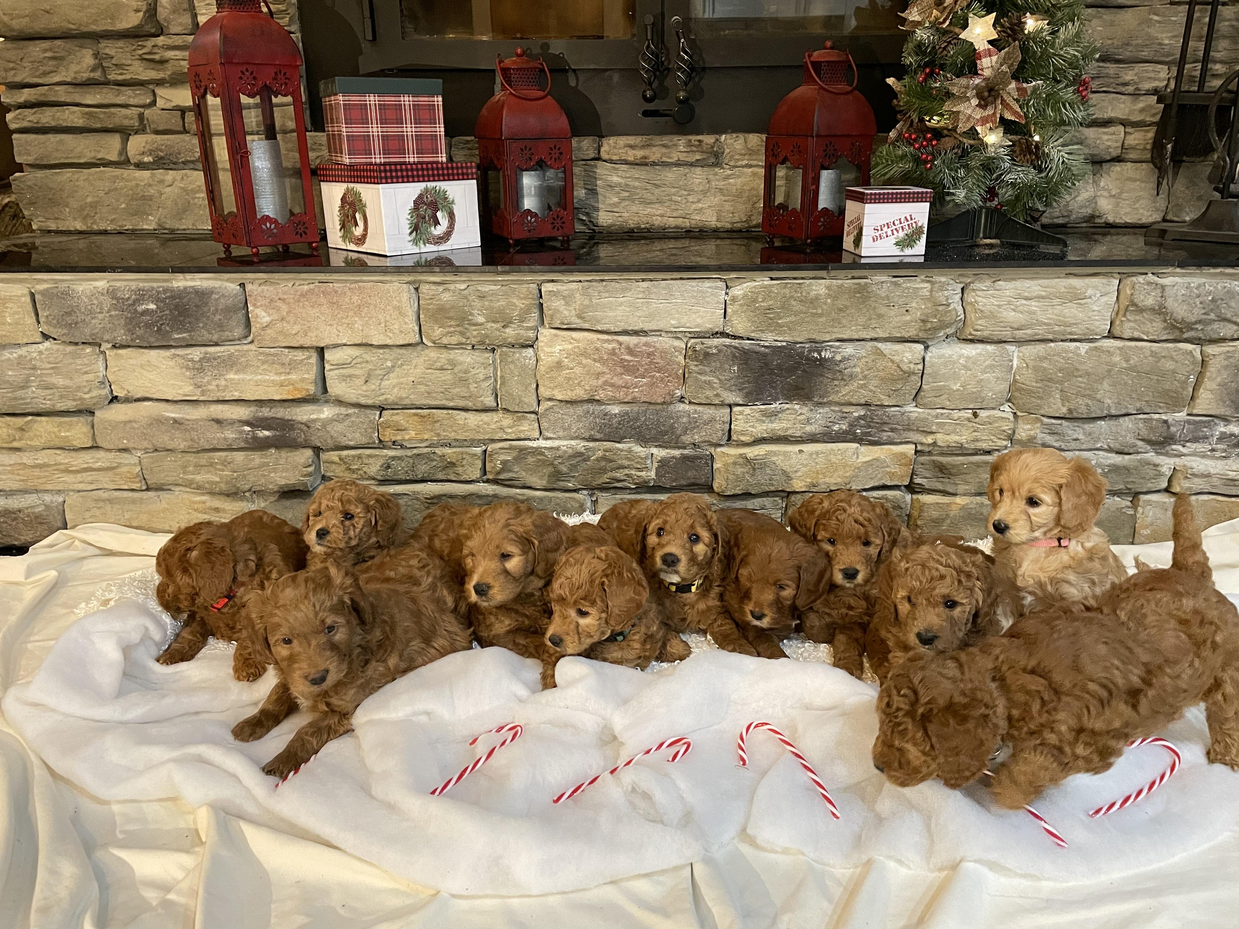 North Cascades Doodles in Washington | Goldendoodle and Labradoodle ...