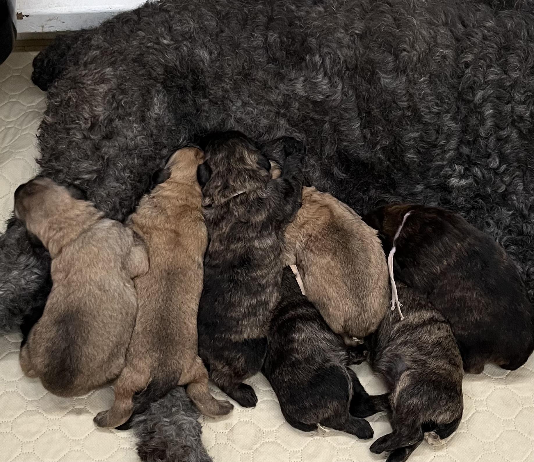 SLR Kennels in Kentucky | Bouvier des Flandres puppies | Good Dog