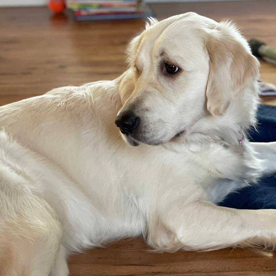 Millport Golden Retriever in Pennsylvania | Golden Retriever puppies ...