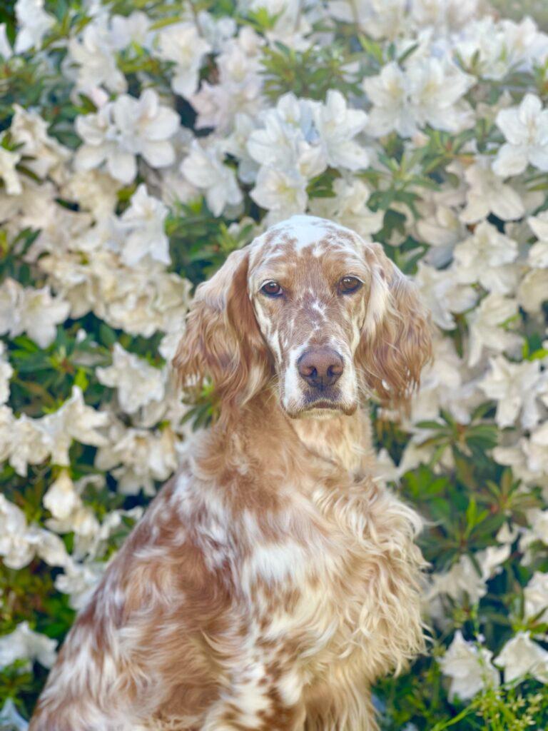 Sunset Golden Retrievers and English Setters in Georgia | English ...