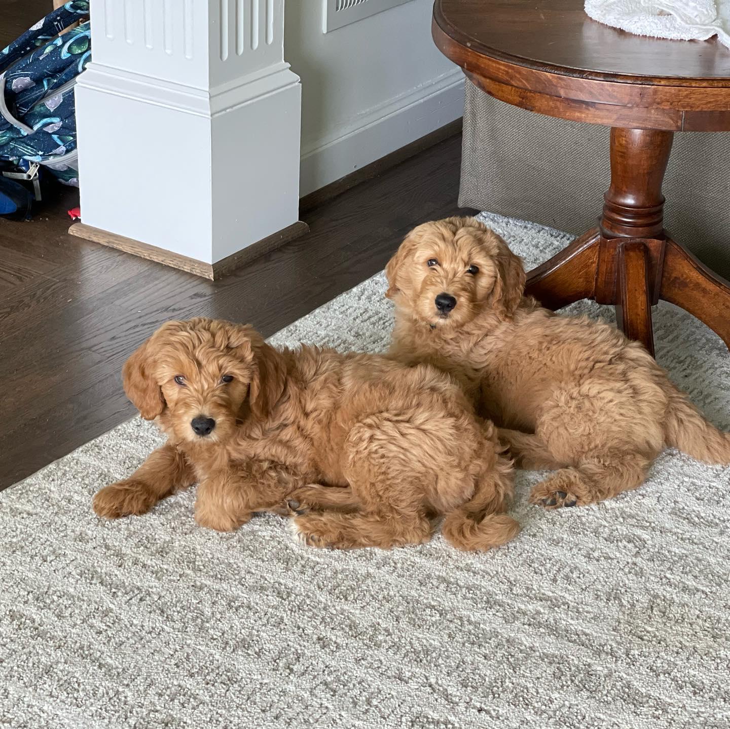Barn House Doodles in Tennessee | Goldendoodle puppies | Good Dog
