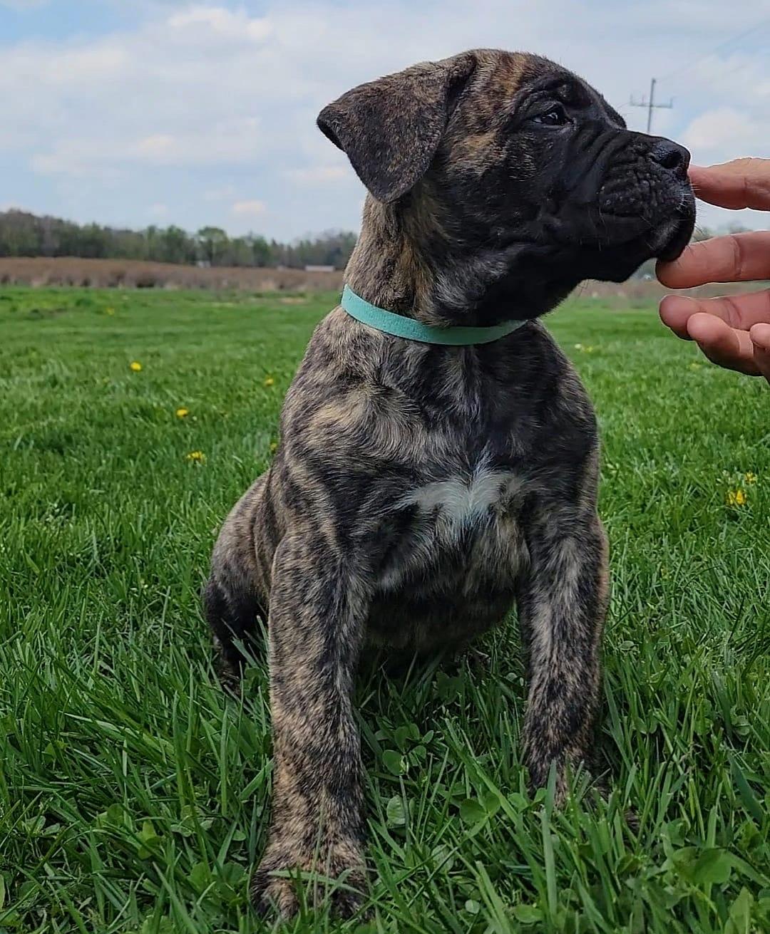 MidwestPresa in Indiana | Perro de Presa Canario puppies | Good Dog