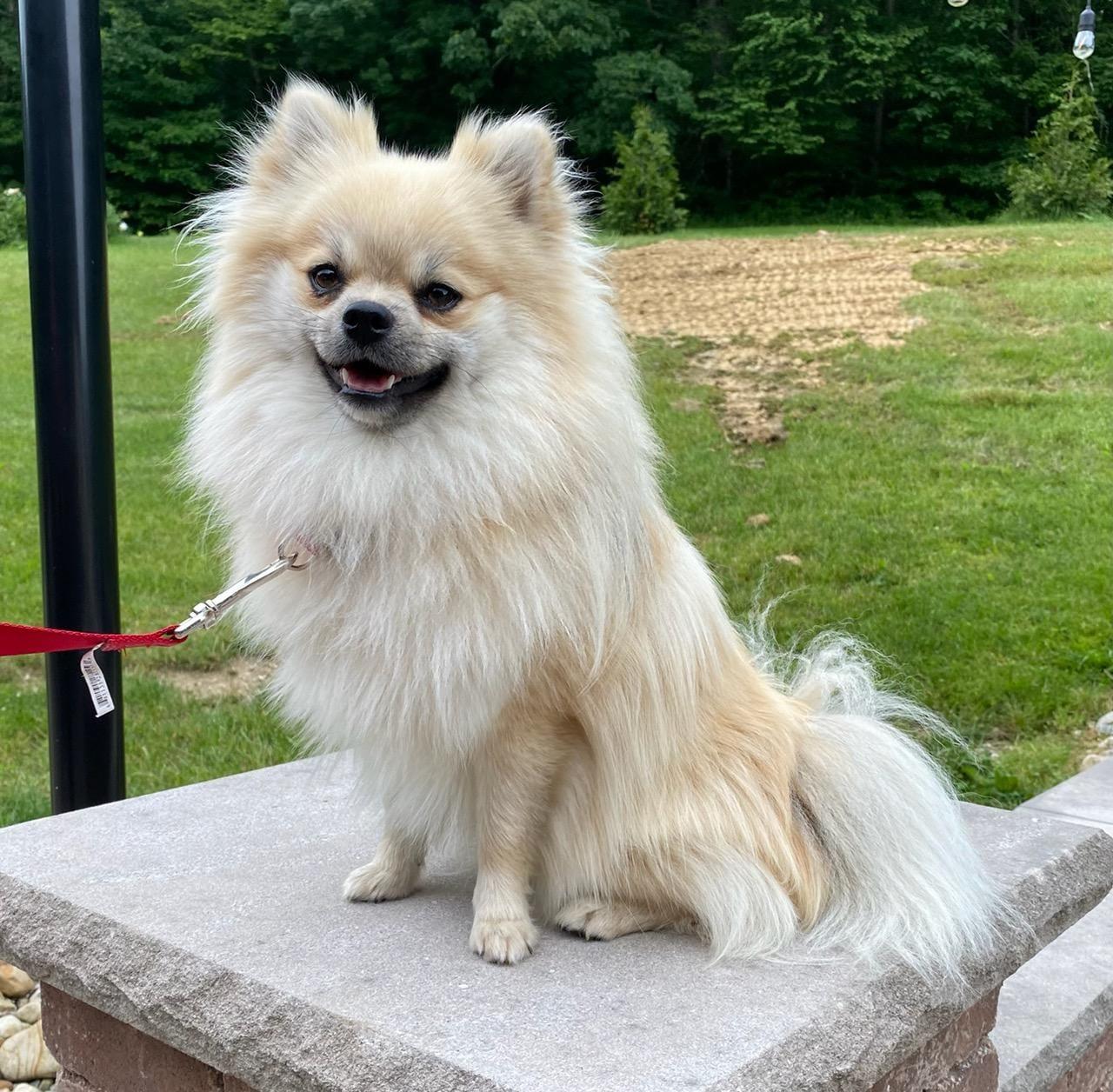 Tonia's Pomeranians in Ohio | Pomeranian puppies | Good Dog