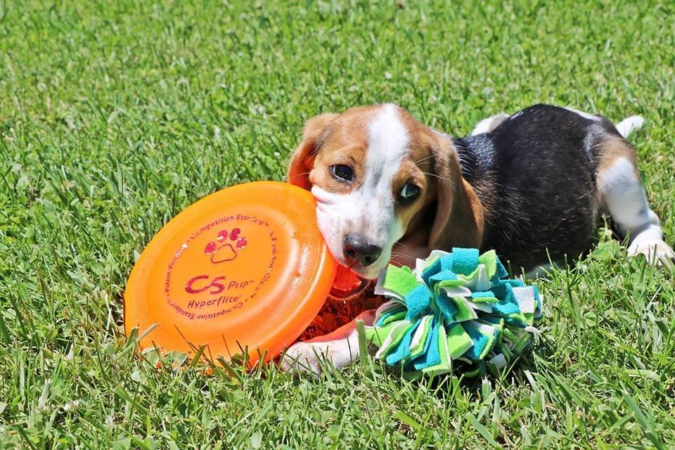 Copper Sky Beagles in North Carolina | Beagle puppies | Good Dog