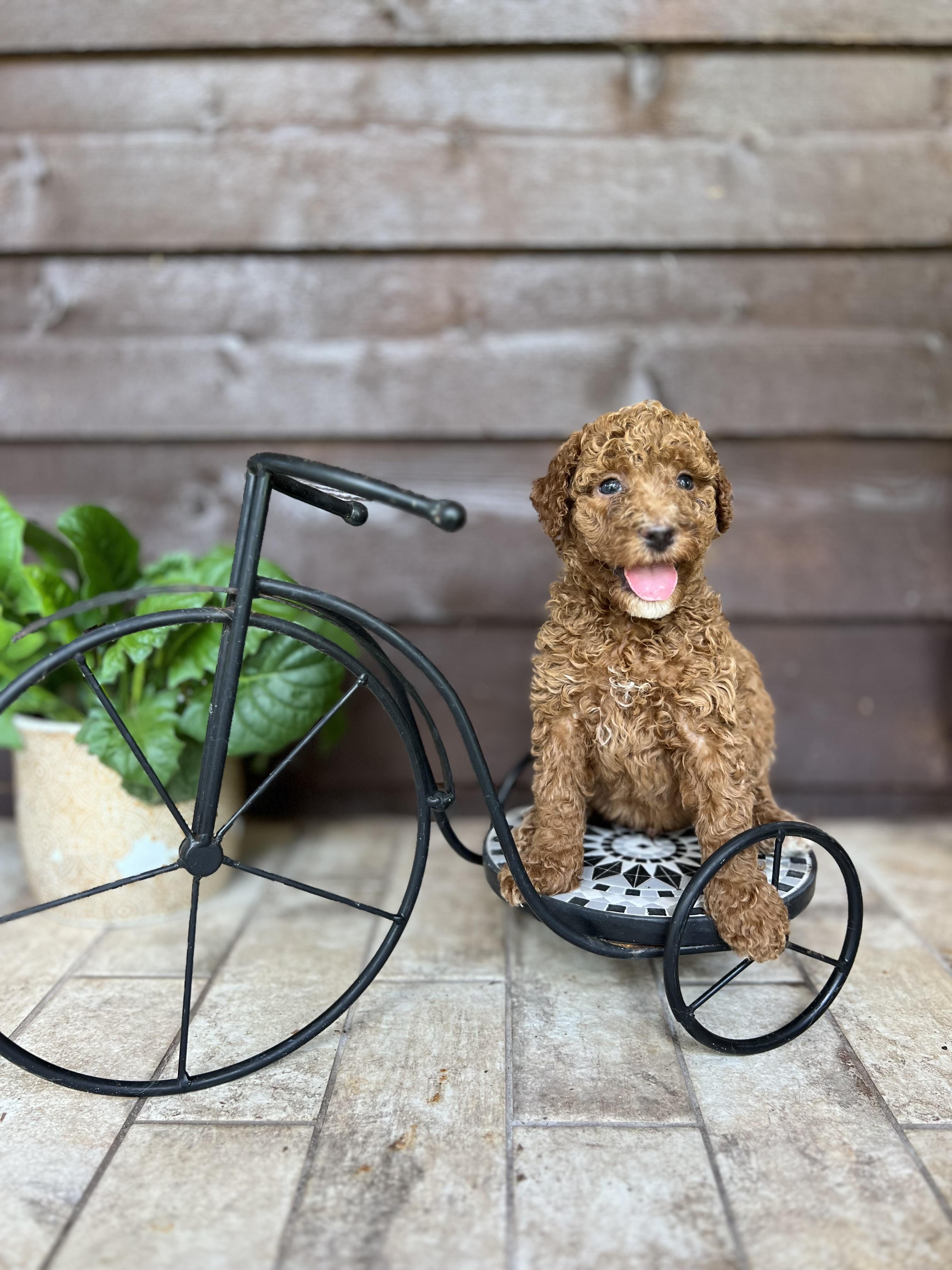 Narrow Path Homestead in Florida | Goldendoodle puppies | Good Dog