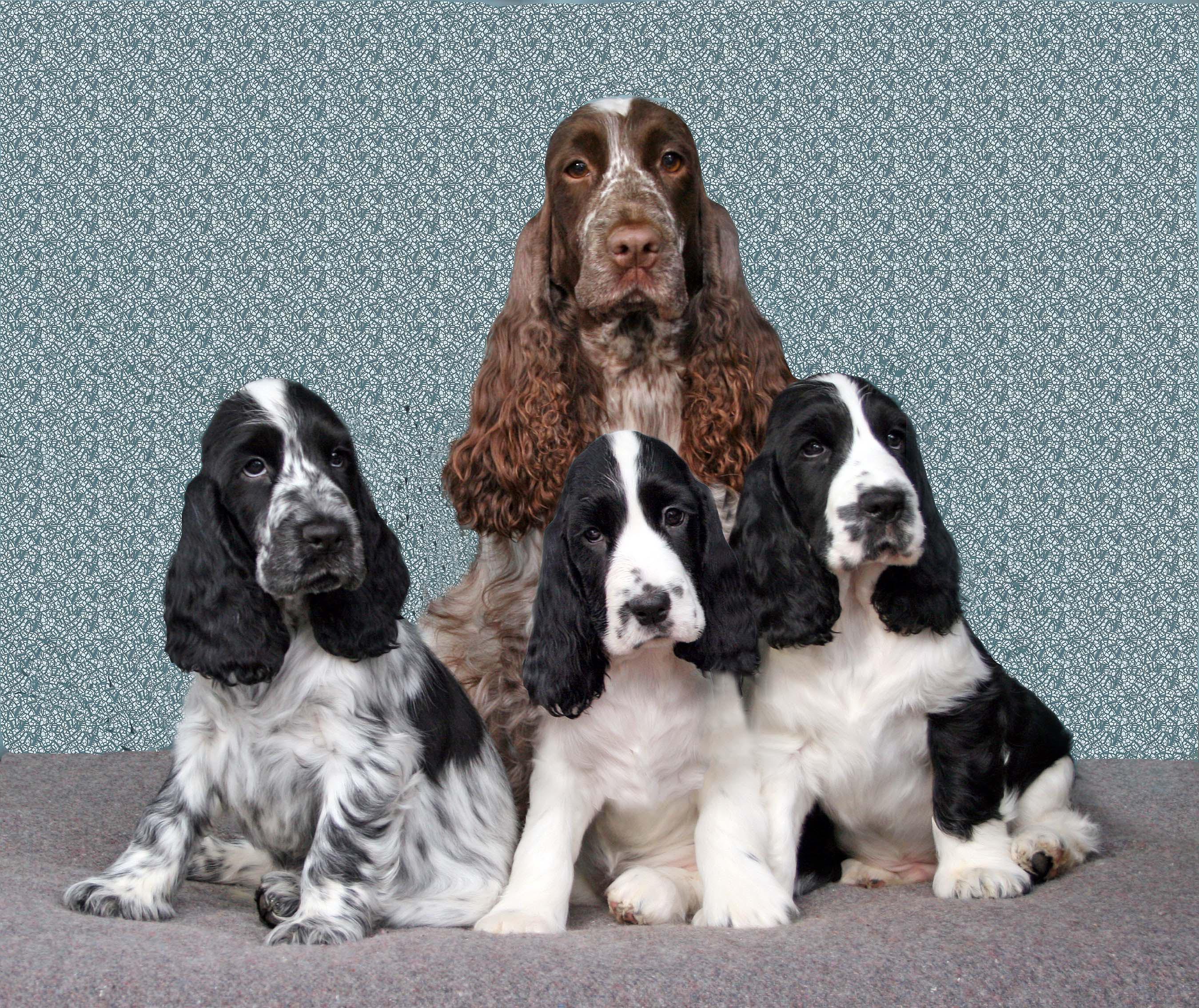 Debbie McClelland in Oregon | English Cocker Spaniel puppies | Good Dog