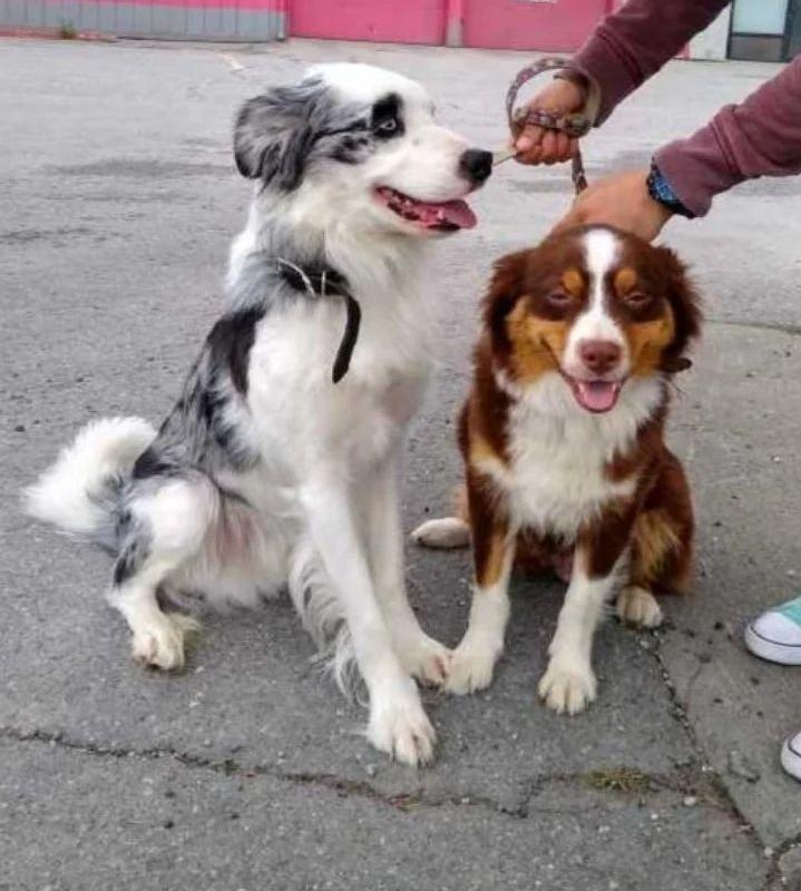 Aussies4ever in Alaska | Australian Shepherd puppies | Good Dog