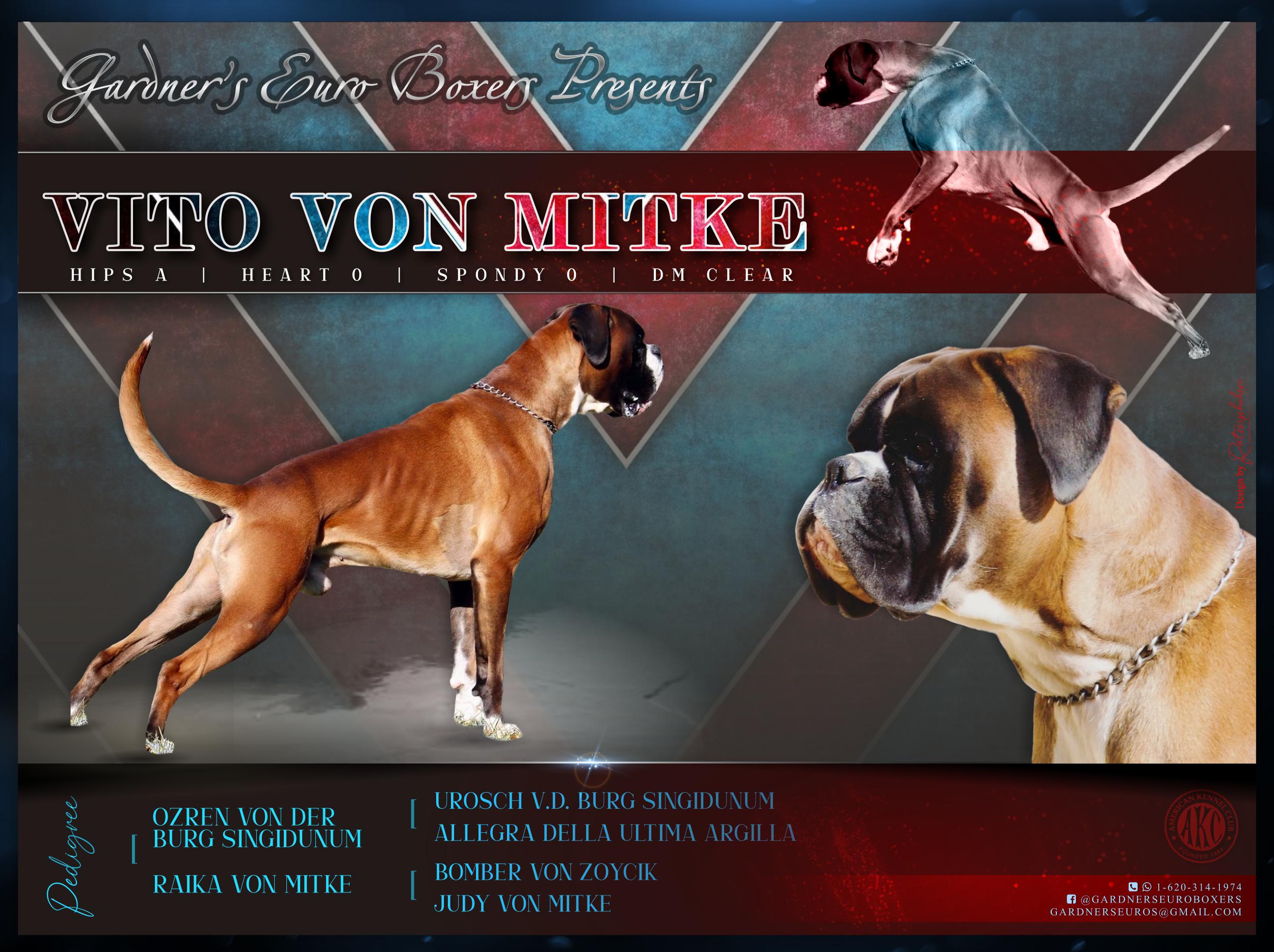 Gardner’s Euro Boxers (Von Der Sieger) in Missouri | Boxer puppies ...