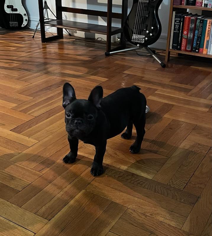 Gavin Marini's French Bulldogs in New York | French Bulldog puppies ...
