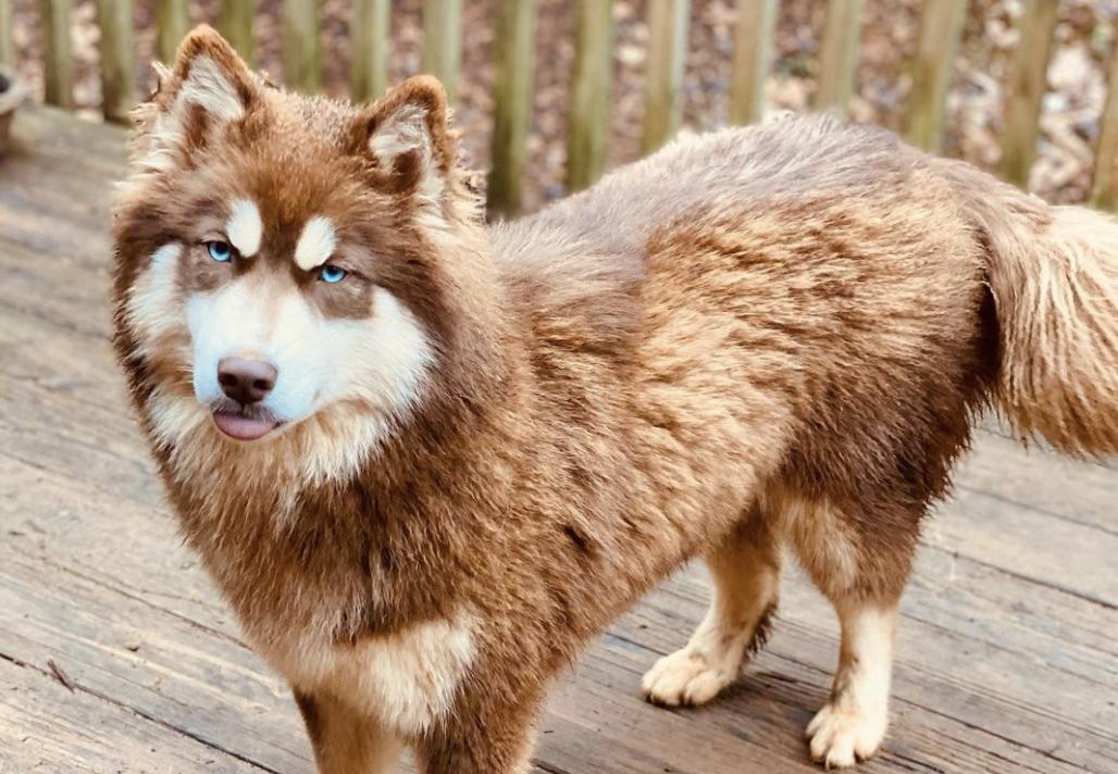 Exotics unchained in Georgia | Siberian Husky puppies | Good Dog