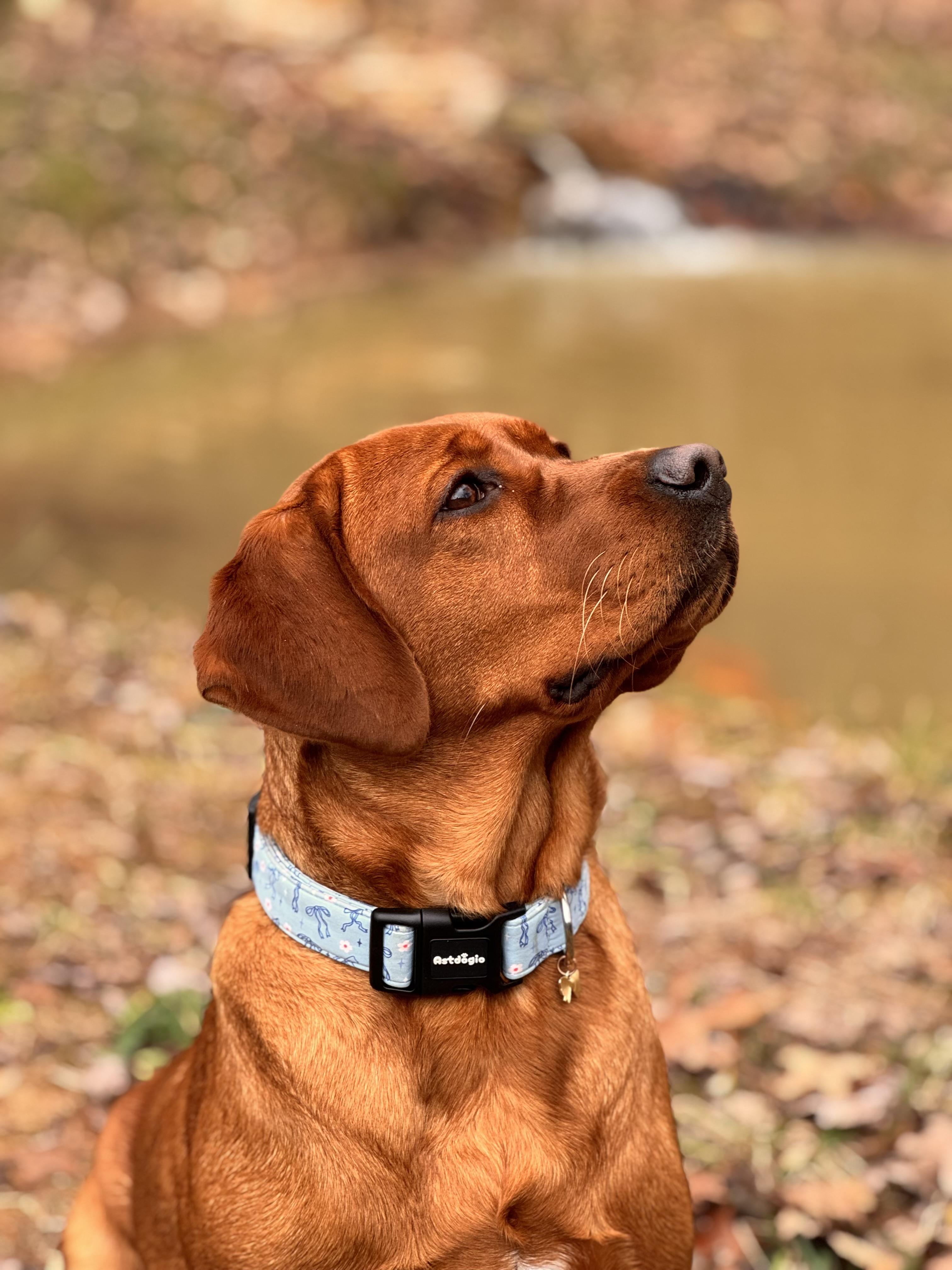 Rocky Top Retrievers in Tennessee | Labrador Retriever puppies | Good Dog