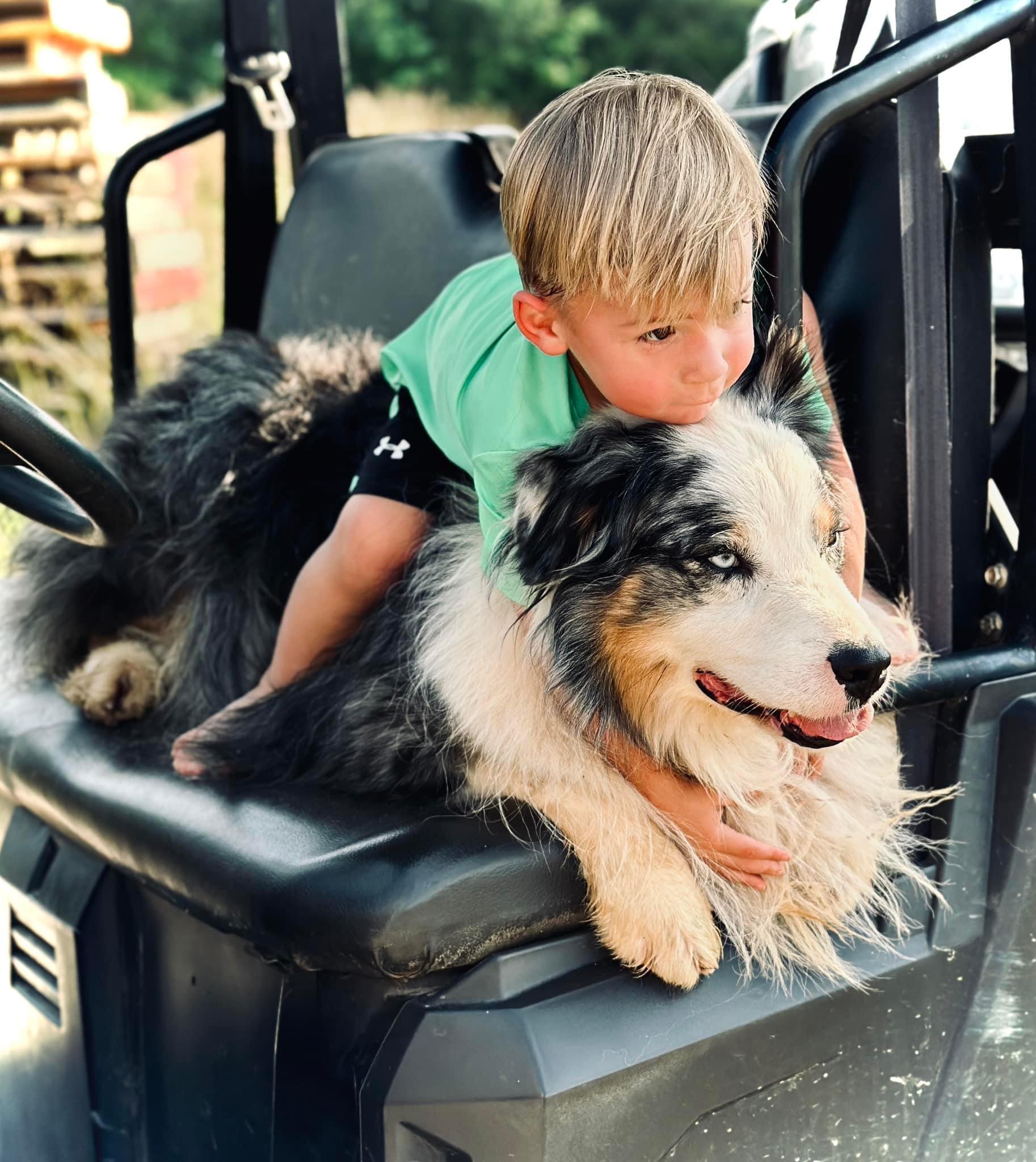 Australian Shepherds of C4 and 3/W Farms in South Carolina | Australian ...