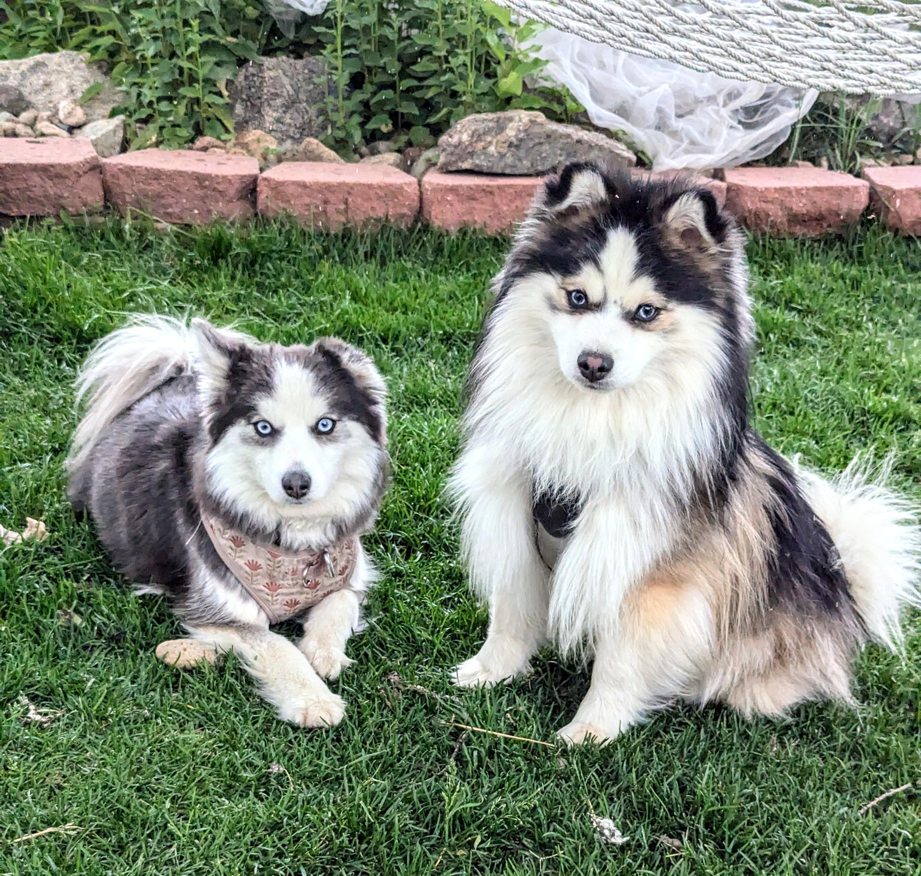 Rocky Mountain Pomskies in Colorado | Pomsky puppies | Good Dog