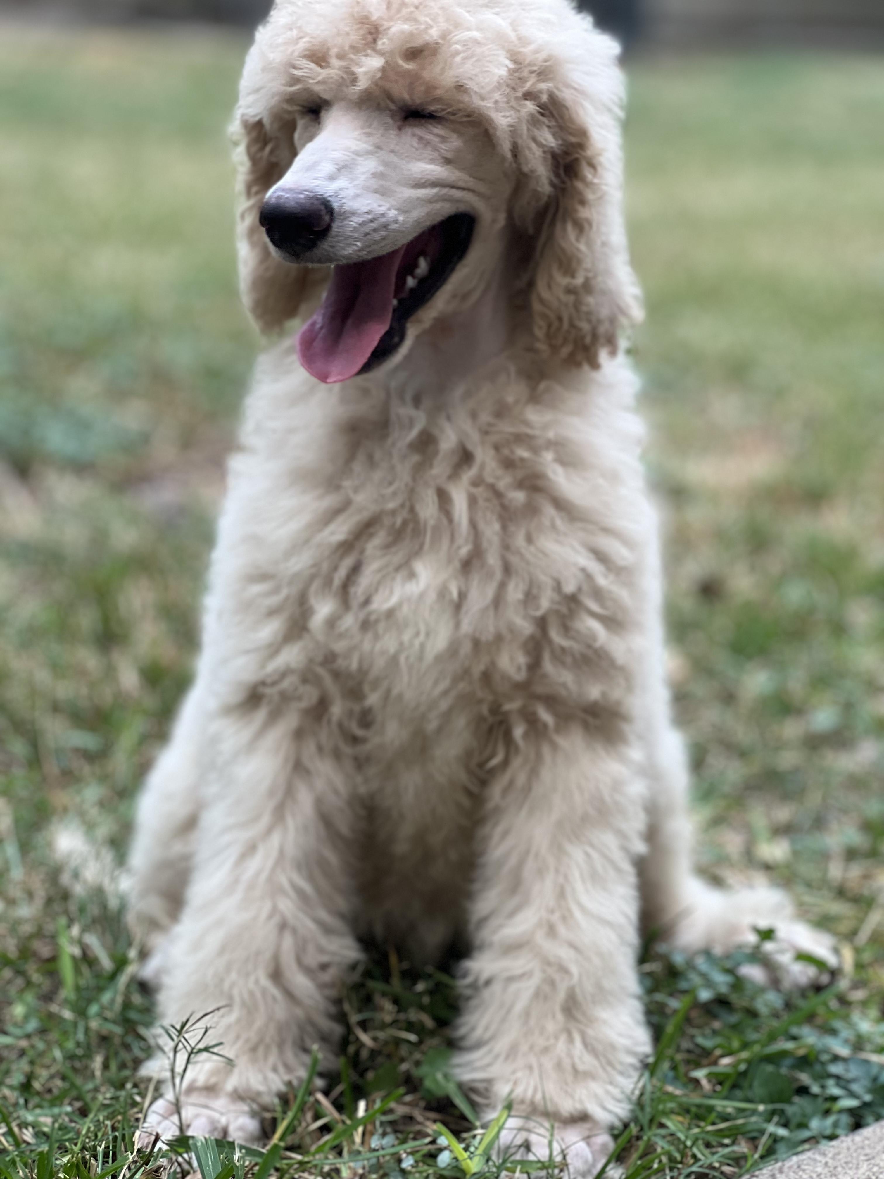 Honeycutt Akc Standard Poodles in New York | Poodle puppies | Good Dog