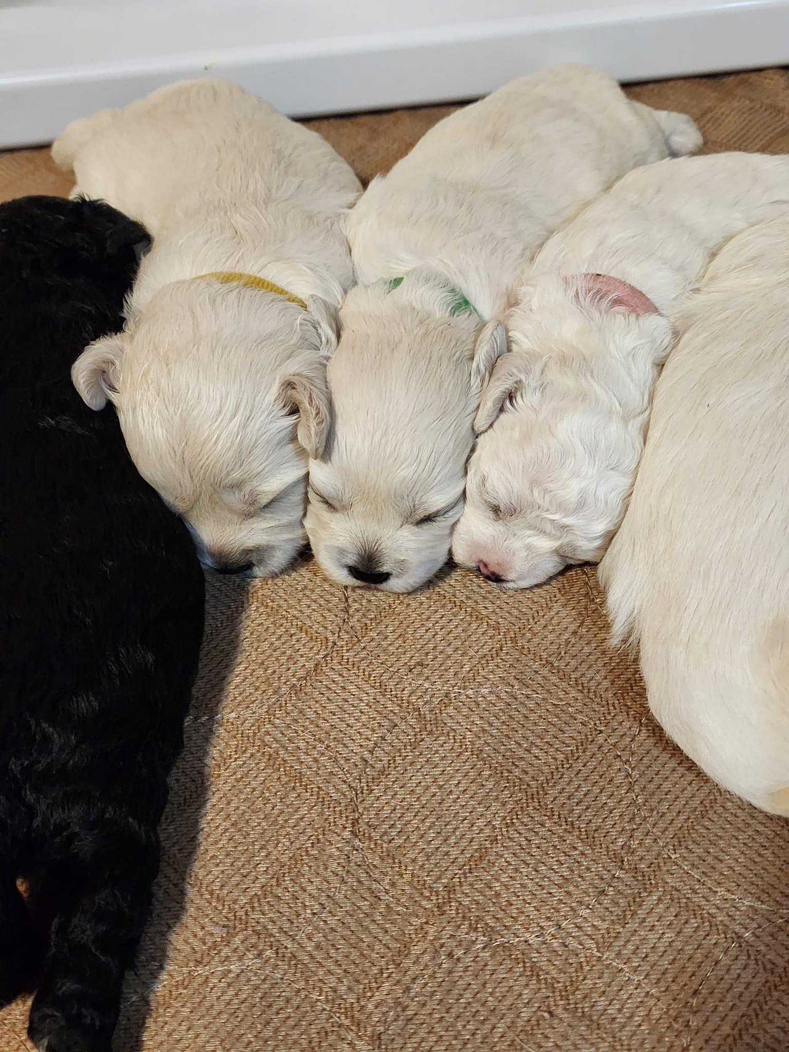Shichon Teddybear puppies of Miss in Missouri | Shichon puppies | Good Dog