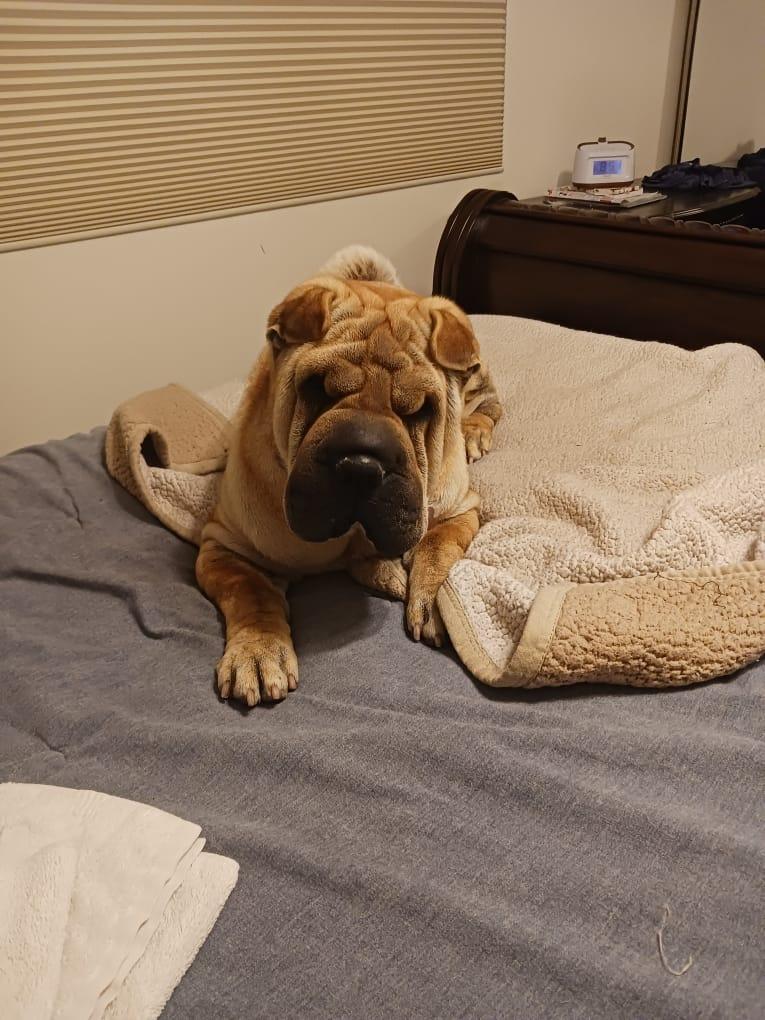 Sweet Peis in California | Chinese Shar-Pei puppies | Good Dog