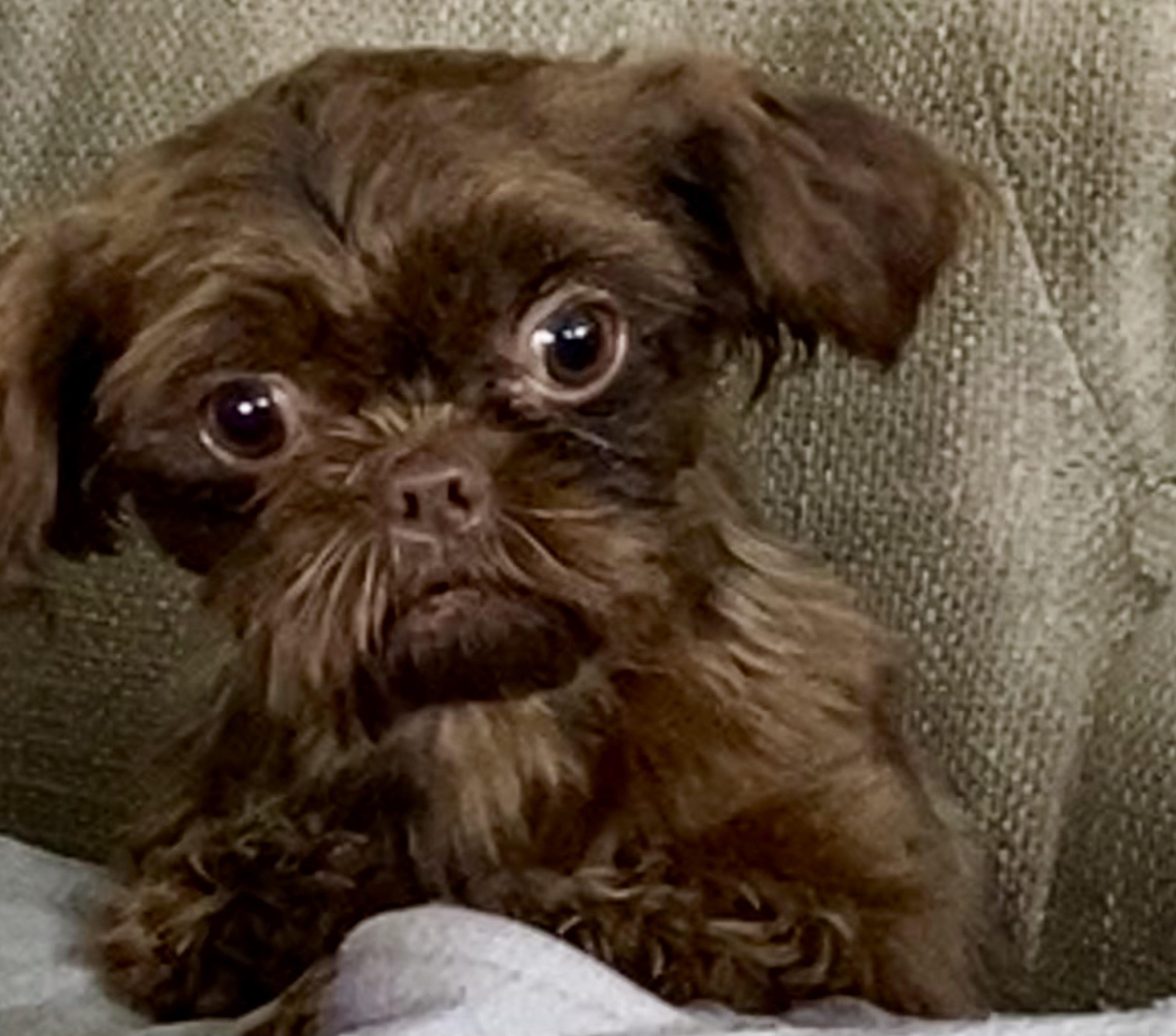 Little Rascal Ranch in Idaho | Shih Tzu, Yorkipoo, Yorkshire Terrier or ...