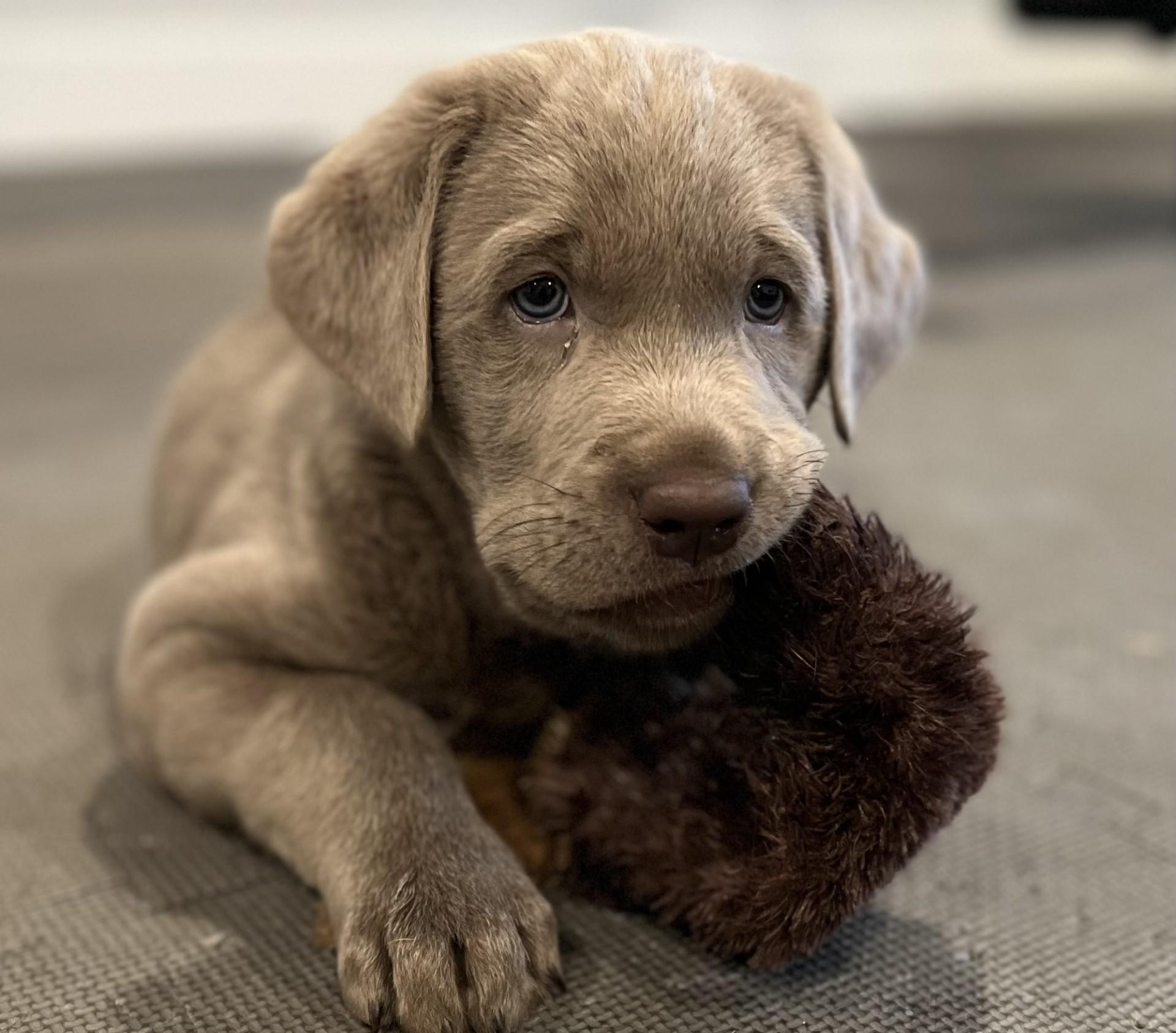 McKenzie Reign Labradors in Oregon | Labrador Retriever and Dilute ...
