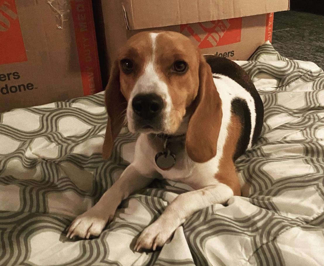 Beagle Babez in Nebraska | Beagle puppies | Good Dog