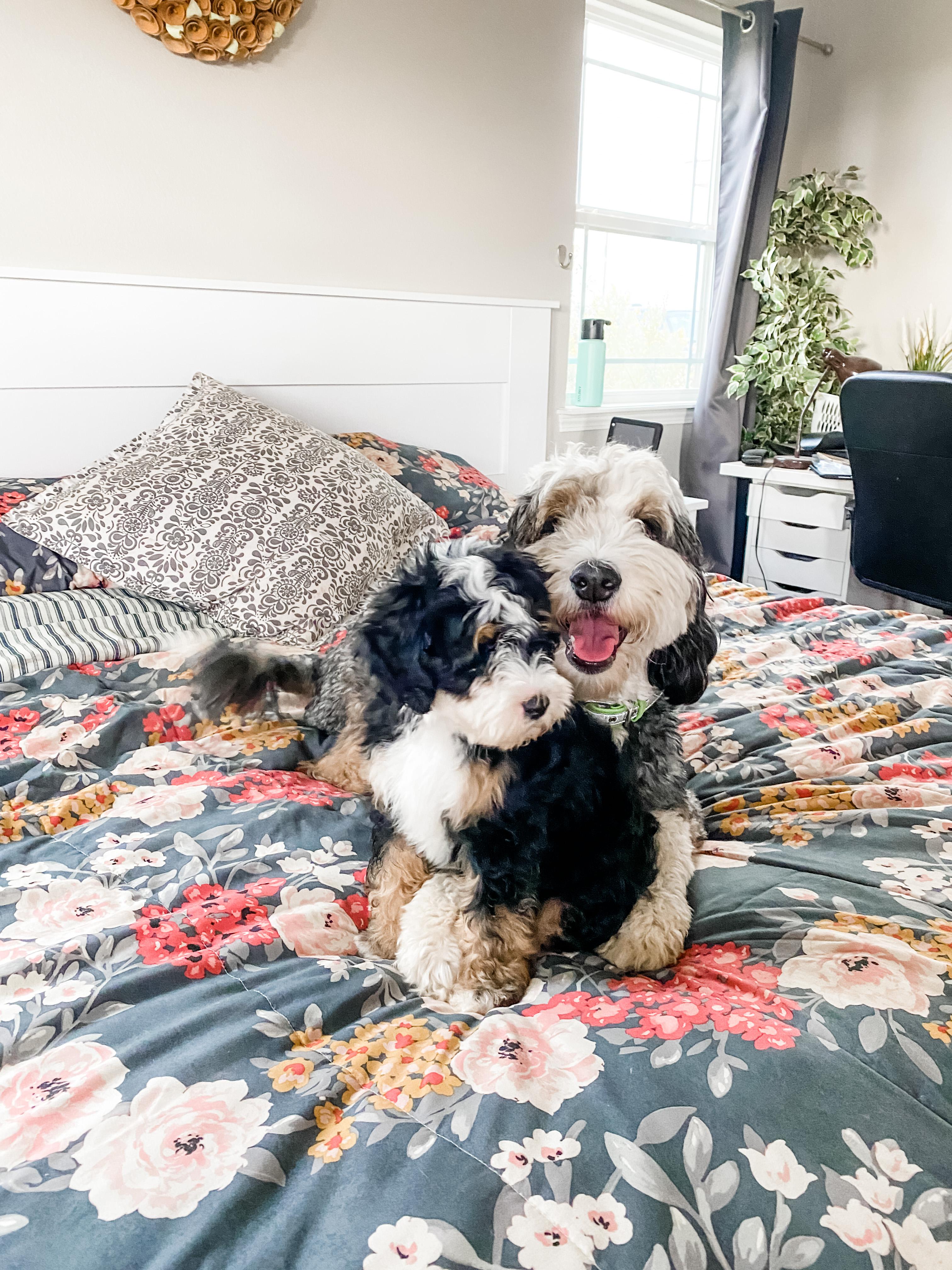 Cariad Doodles in Texas | Bernedoodle and Cavapoo puppies | Good Dog