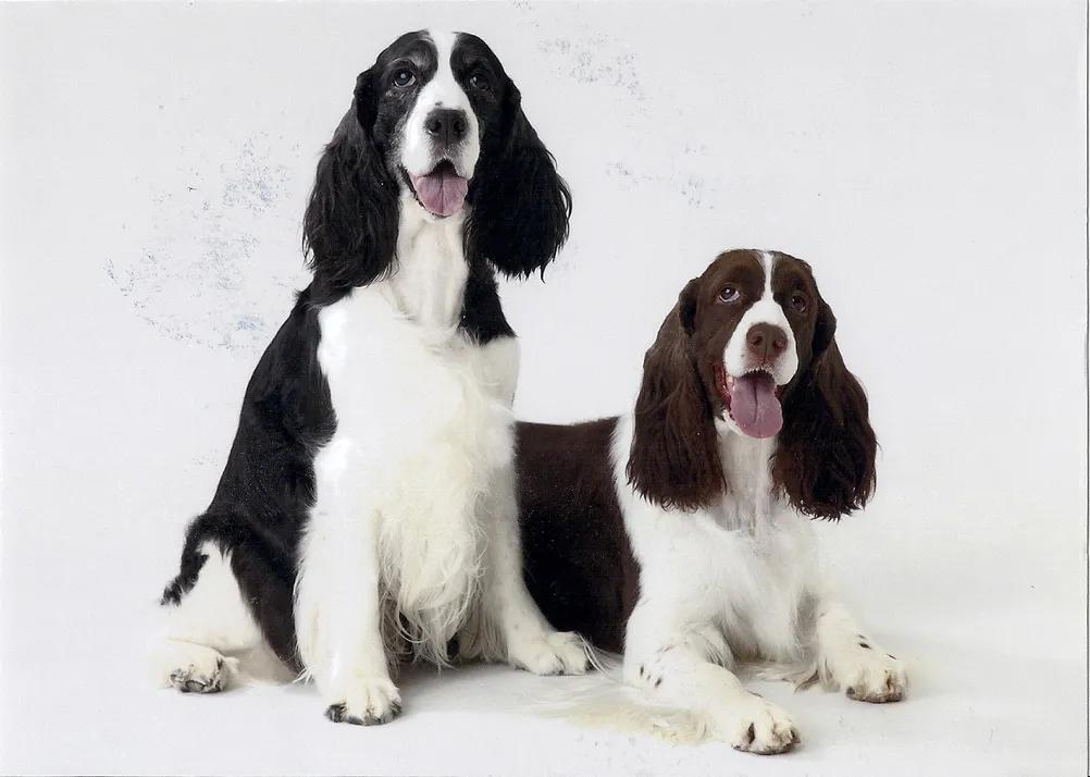 Crossroad Springers in Ohio | English Springer Spaniel and Grand Basset ...