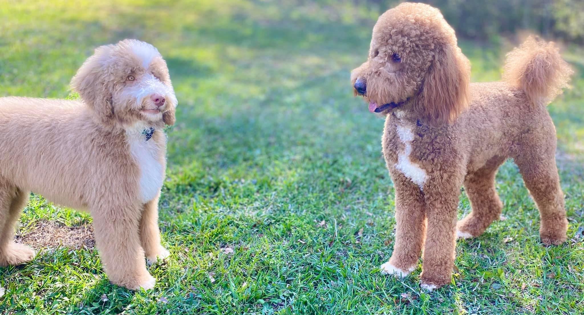 Wise Doodles of Alabama in Alabama | Goldendoodle puppies | Good Dog