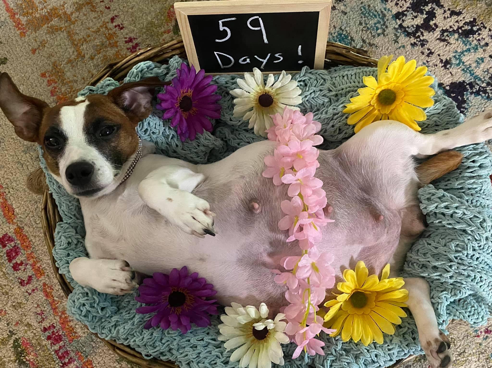 Kajun Jacks in Louisiana | Jack Russell Terrier puppies | Good Dog