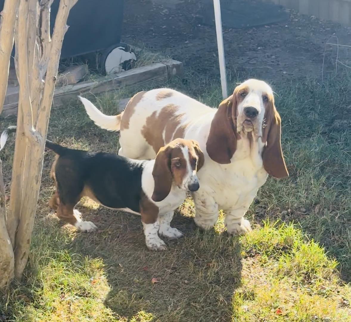 S&G's Bassets in Texas | Basset Hound puppies | Good Dog