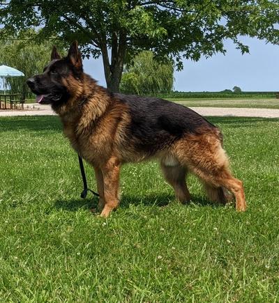 Nordenhaus German Shepherds in Illinois | German Shepherd puppies ...