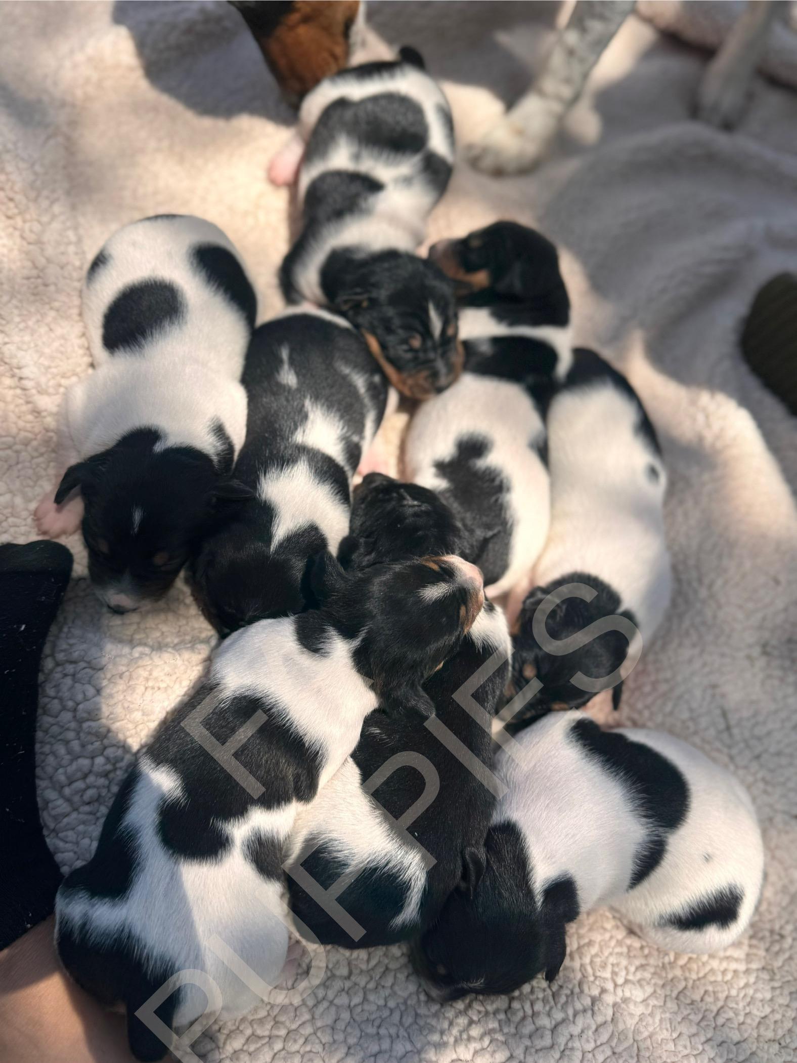 FA Puppies in Texas | Rat Terrier puppies | Good Dog