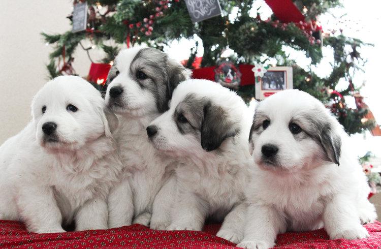 Portneuf Range Pyrenees in Idaho | Great Pyrenees puppies | Good Dog