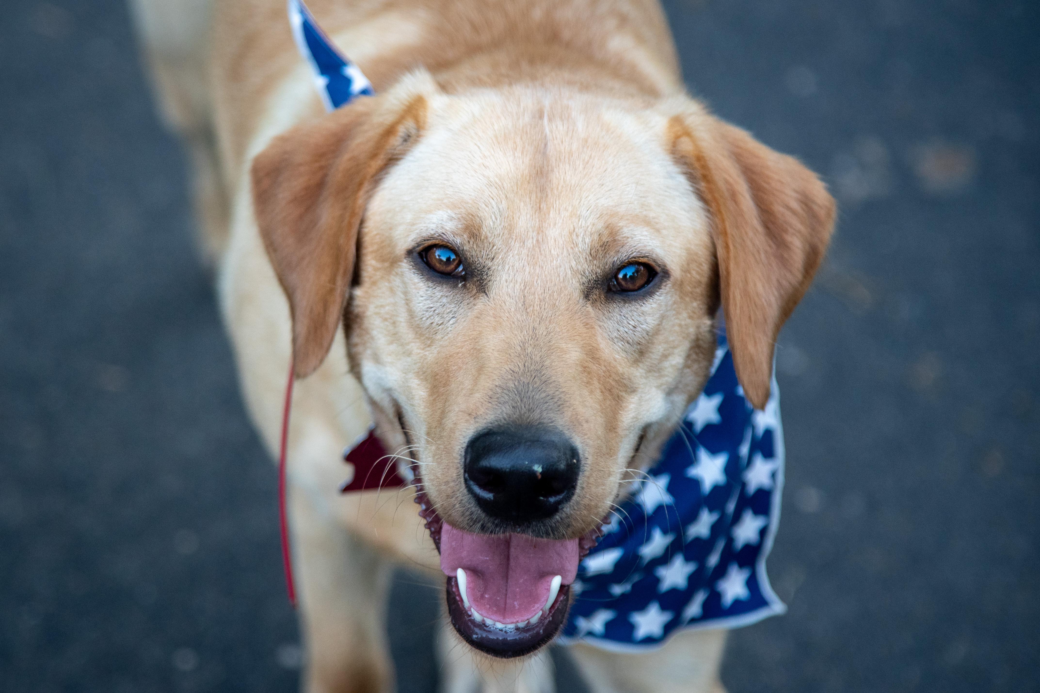 Hunter Mill Retrievers, LLC in Virginia | Labrador Retriever puppies ...