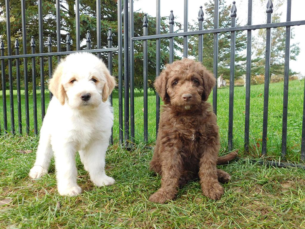North Country Kennel Club in Michigan | Labradoodle puppies | Good Dog