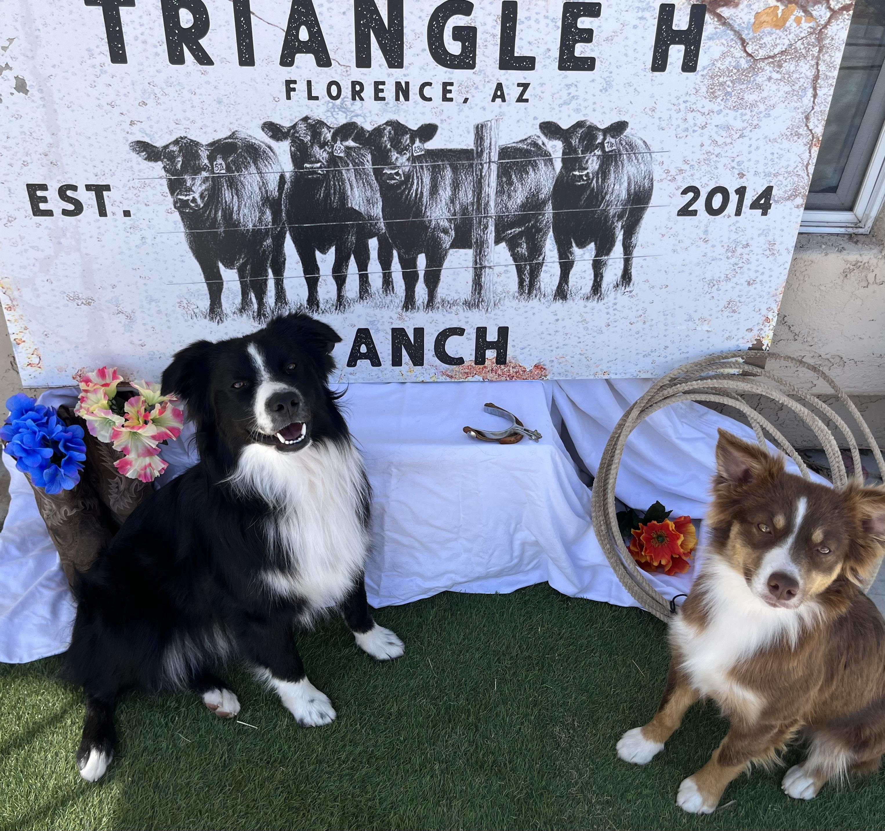 Triangle H Ranch Aussies in Arizona | Miniature Australian Shepherd ...