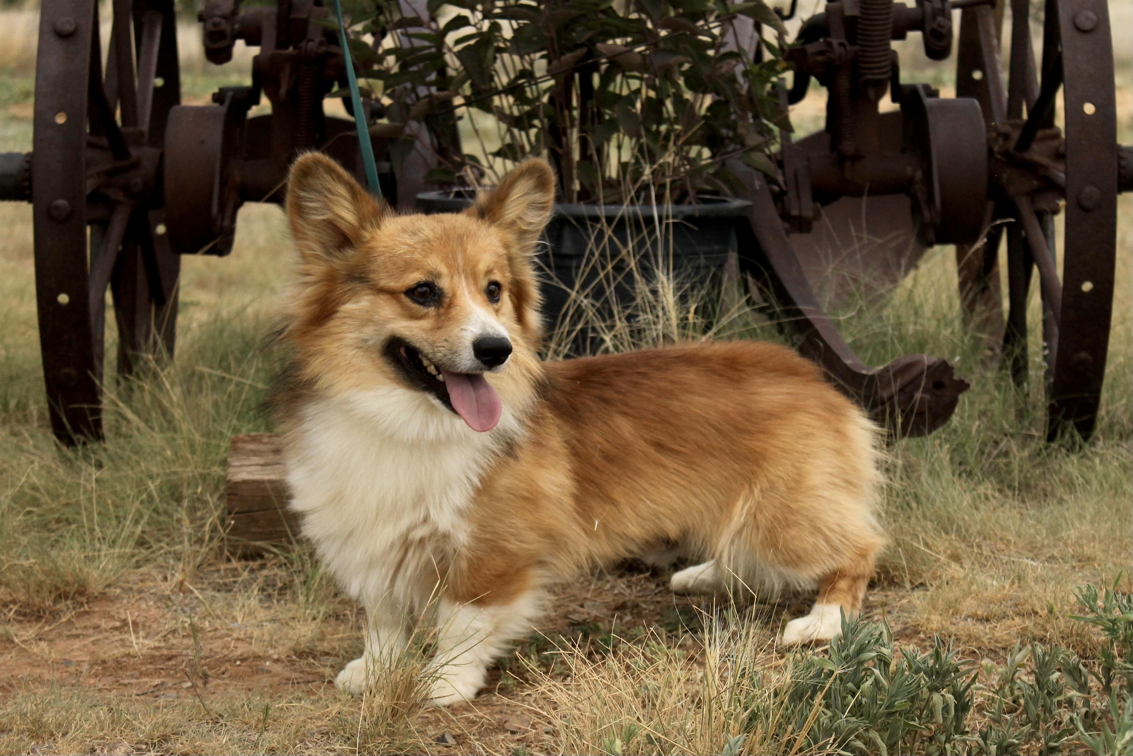 Martinez Corgis in New Mexico | Pembroke Welsh Corgi and American Corgi puppies | Good Dog