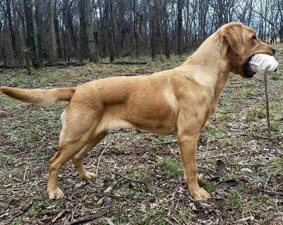 RBR Kennel-Ross Bullies & Retrievers in Oklahoma | Labrador Retriever ...