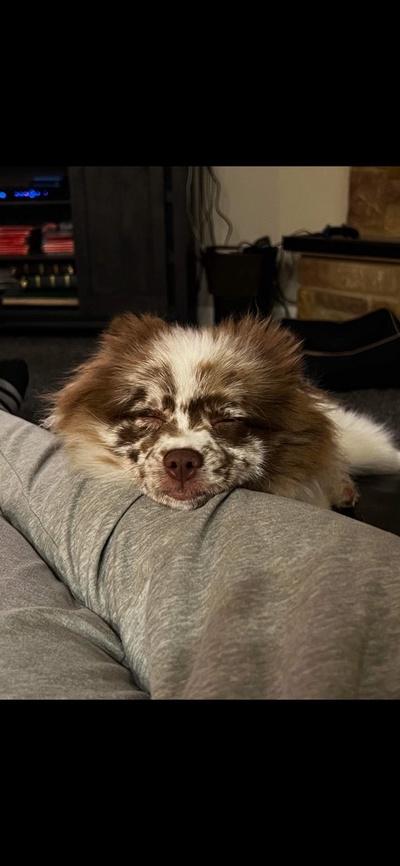 D&C Pomeranians in Texas | Pomeranian puppies | Good Dog