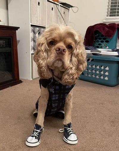 Abigail Warrick's Cavalier King Charles Spaniels and Cocker Spaniels in ...