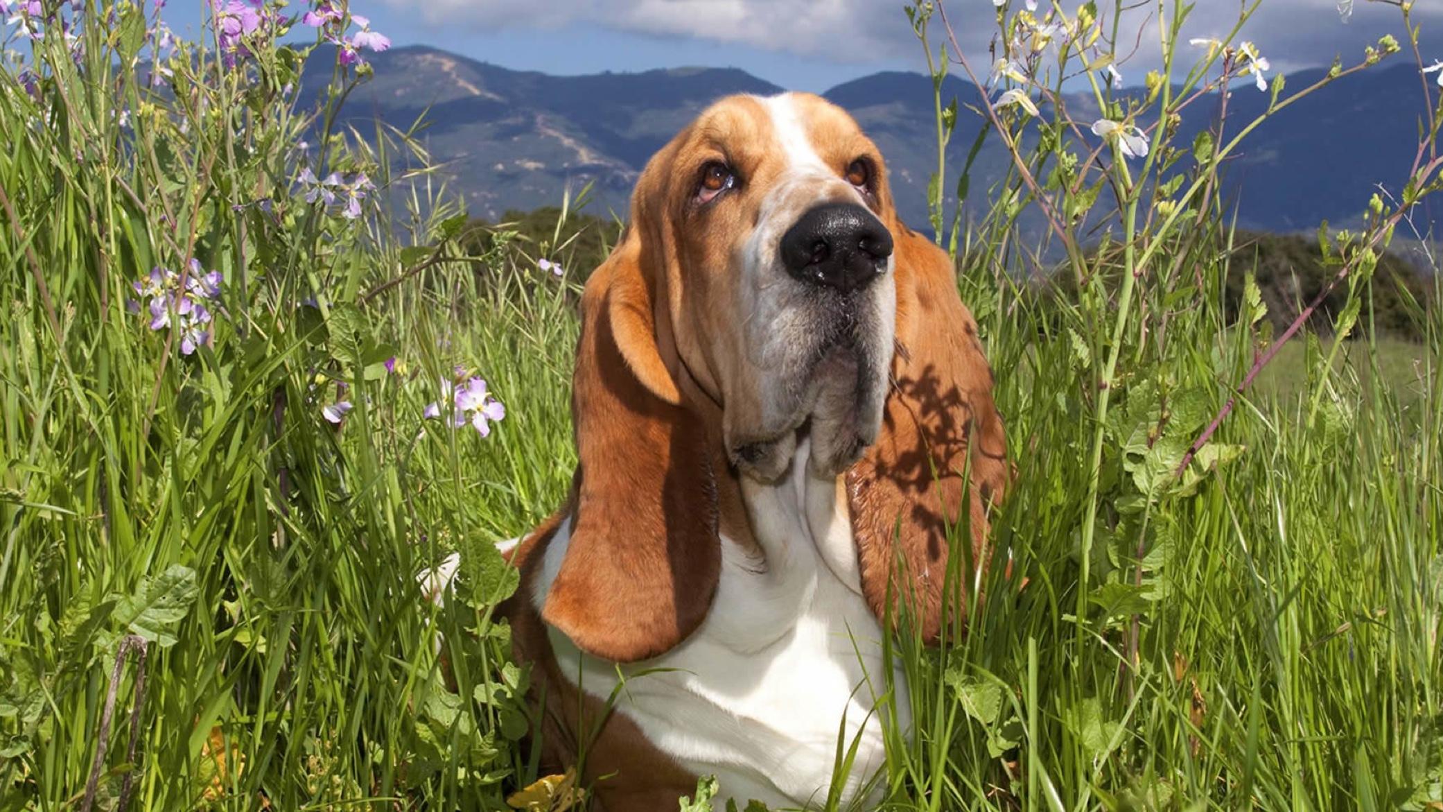 #1 Guide to Health Testing — Basset Hound | Good Dog