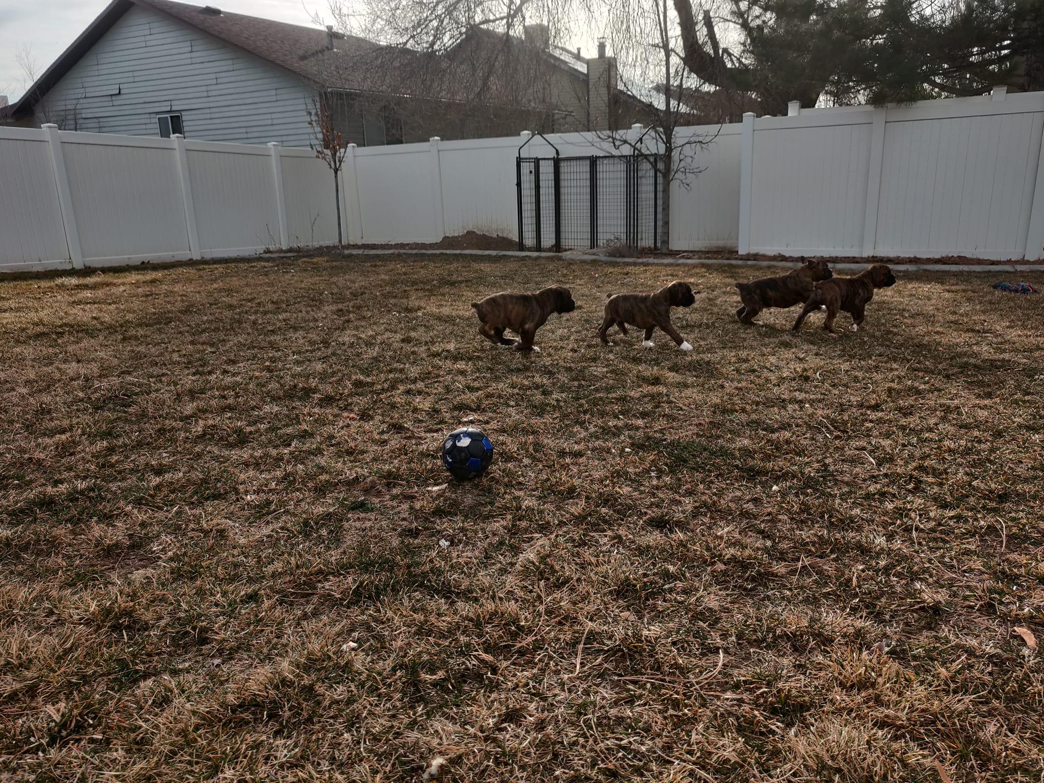 Dale's Boxers in Utah | Boxer puppies | Good Dog