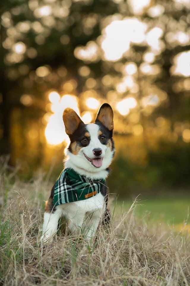 Carver’s Corgis: in Georgia | Pembroke Welsh Corgi puppies | Good Dog